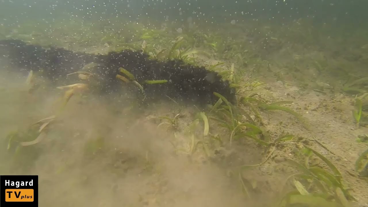 Cat Fish or Hito sa dagat (Mapanganib) - YouTube
