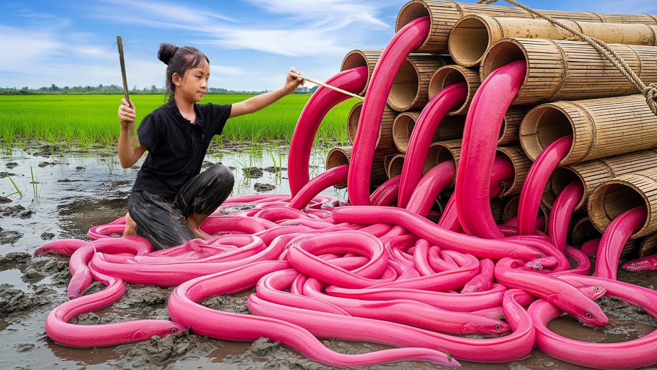 Amazing: How to Build & Use Primitive Eel Traps - Harvesting 100s of ...
