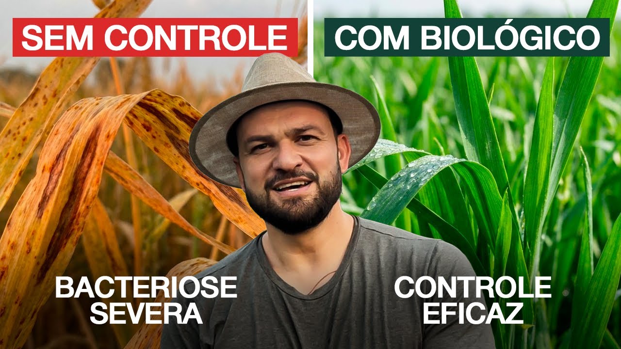 Como Controlar BACTERIOSE Sem Gastar Muito! - YouTube