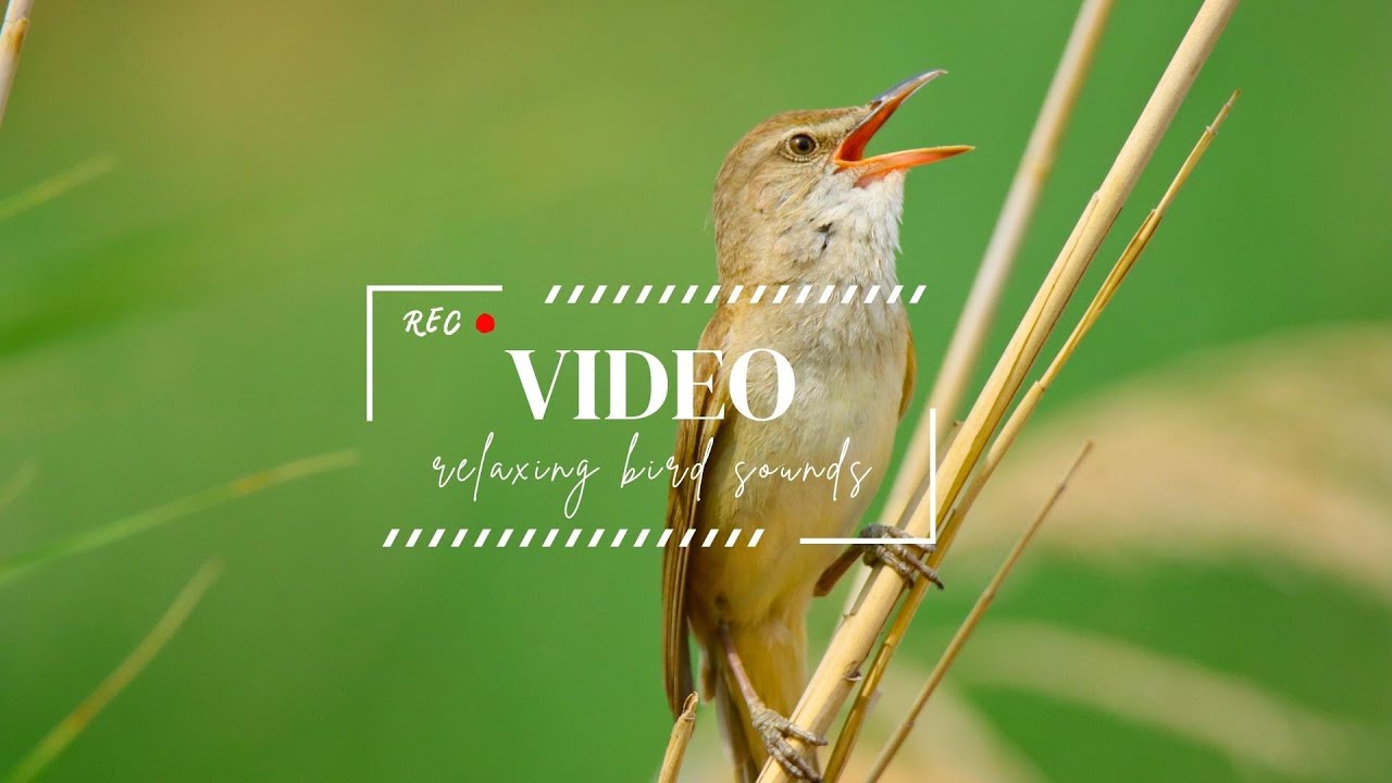 Great Relaxing Bird Sounds - Beautiful Natural Bird Sounds - YouTube