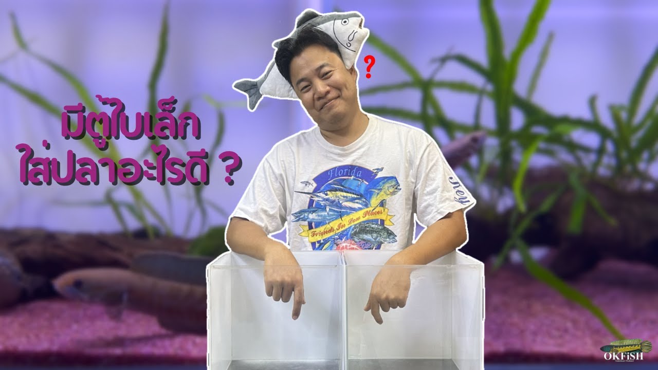 แนะนำปลาช่อนสำหรับคนที่มีพื้นที่น้อย ตู้เล็กก็เลี้ยงได้!!!! | OKFish - YouTube