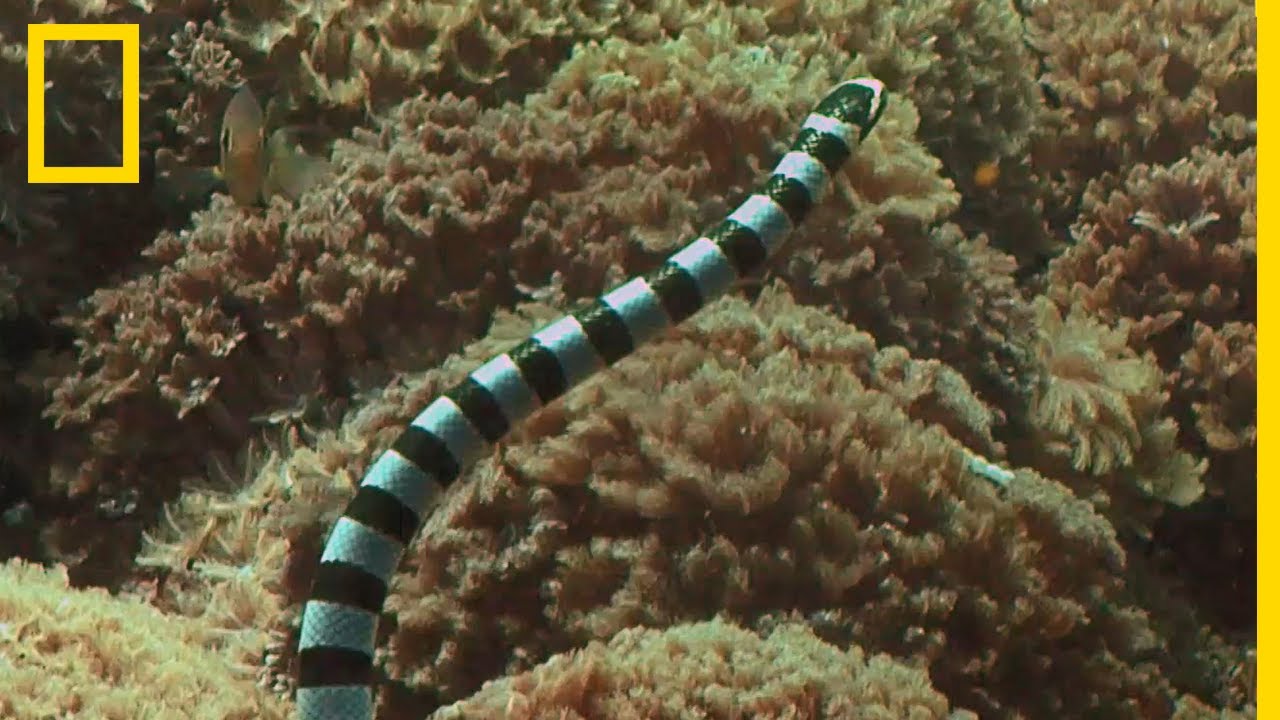 Le cobra de mer, l'un des reptiles les plus redoutables au monde - YouTube