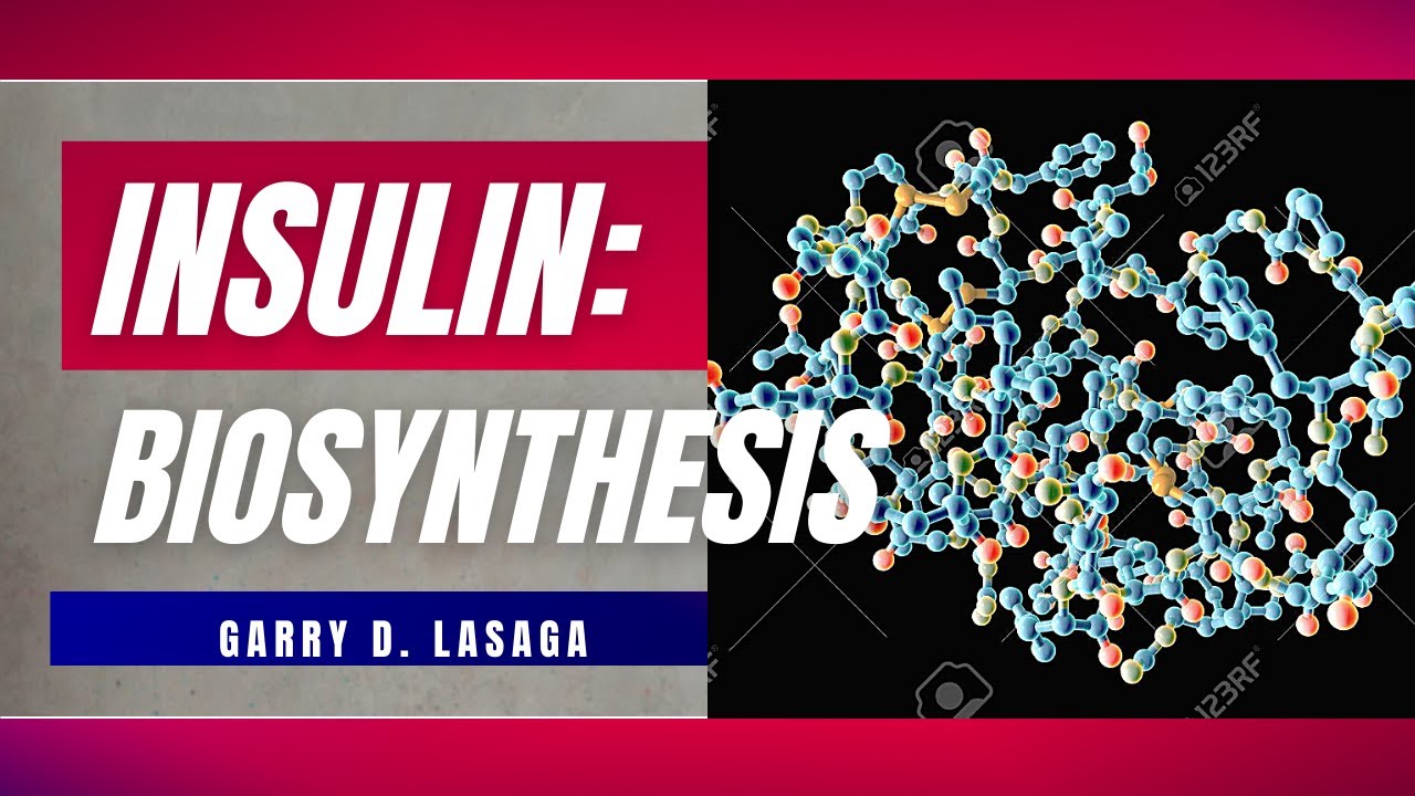 VET ENDO | Pancreas: Biosynthesis of Insulin - YouTube