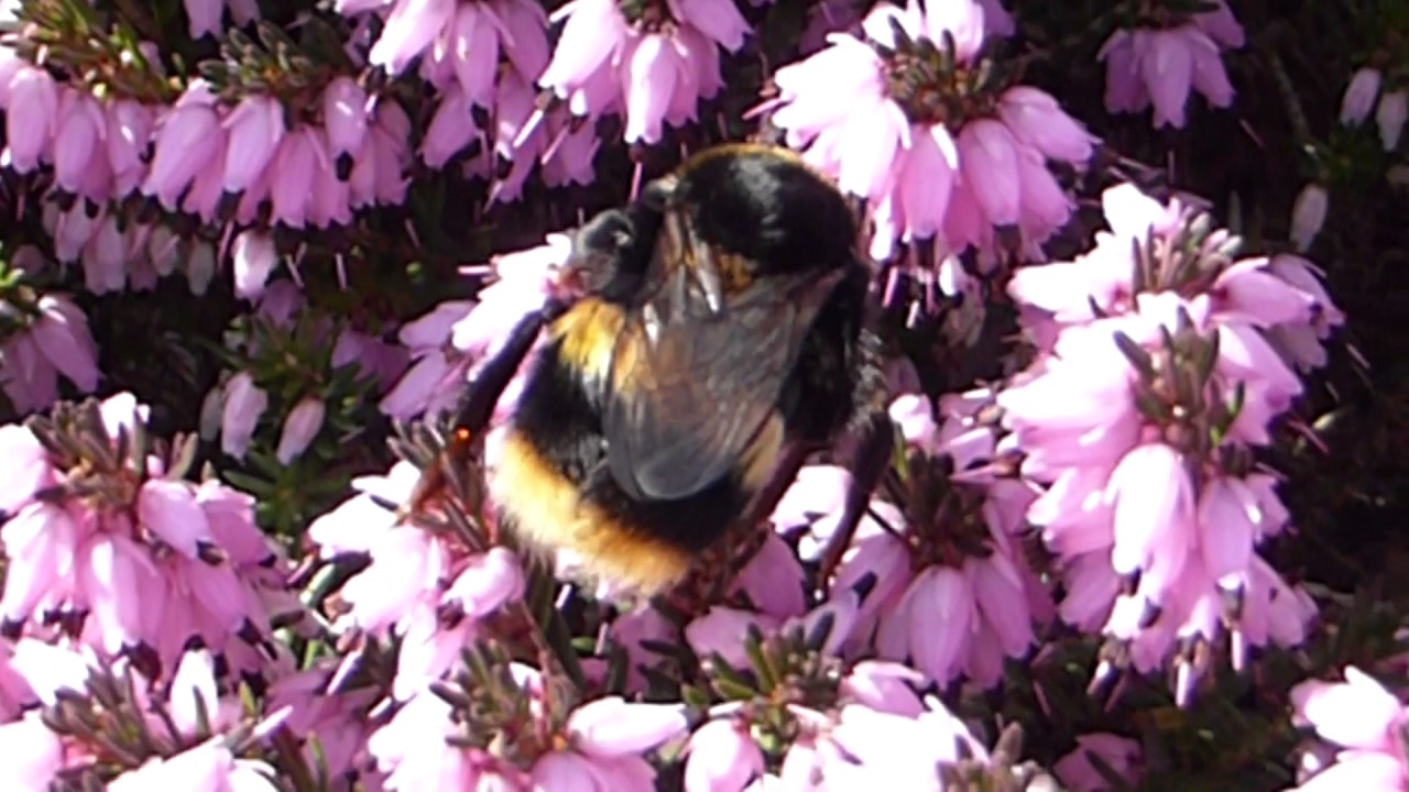 Bumblebee - Calluna vulgaris - Bombus - Hunangsfluga - Skordýr - YouTube