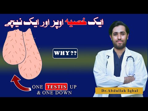 Why One Testis Lower Than Another | Testis Up And Down Problem | Testis Upar Niche Kyun Hota Hai?
