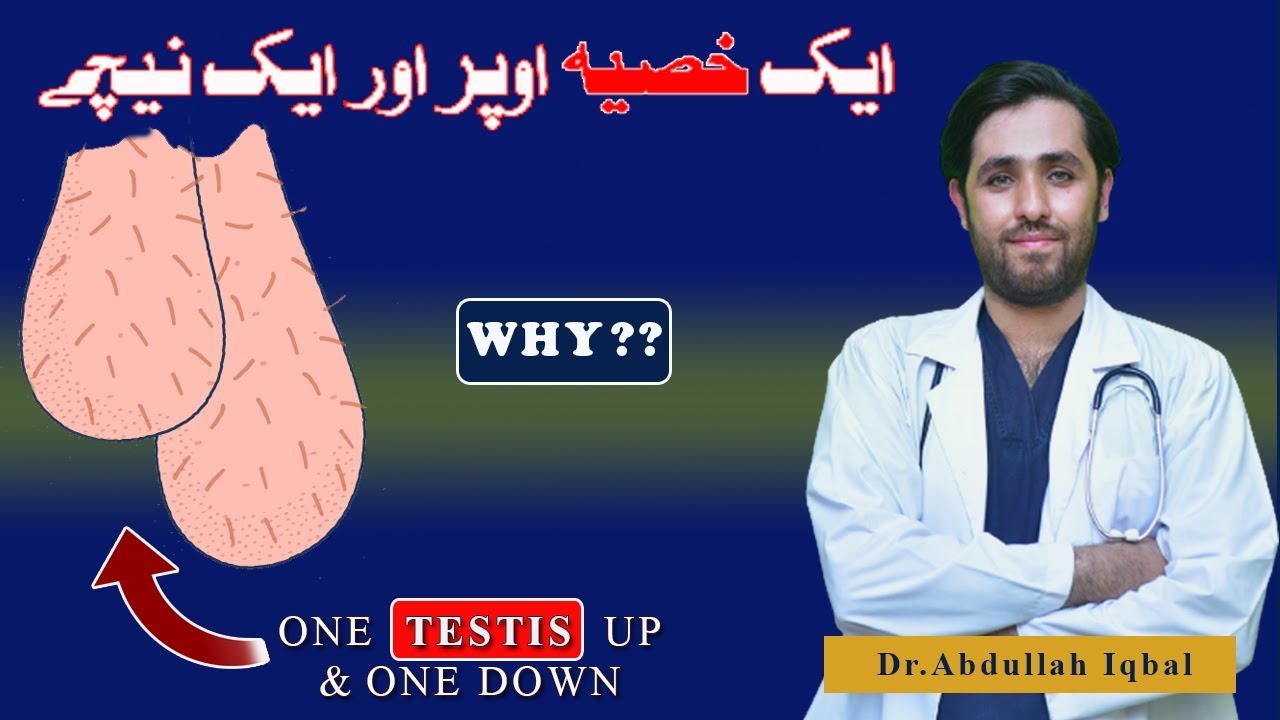 Why One Testis Lower Than Another | Testis Up And Down Problem | Testis ...