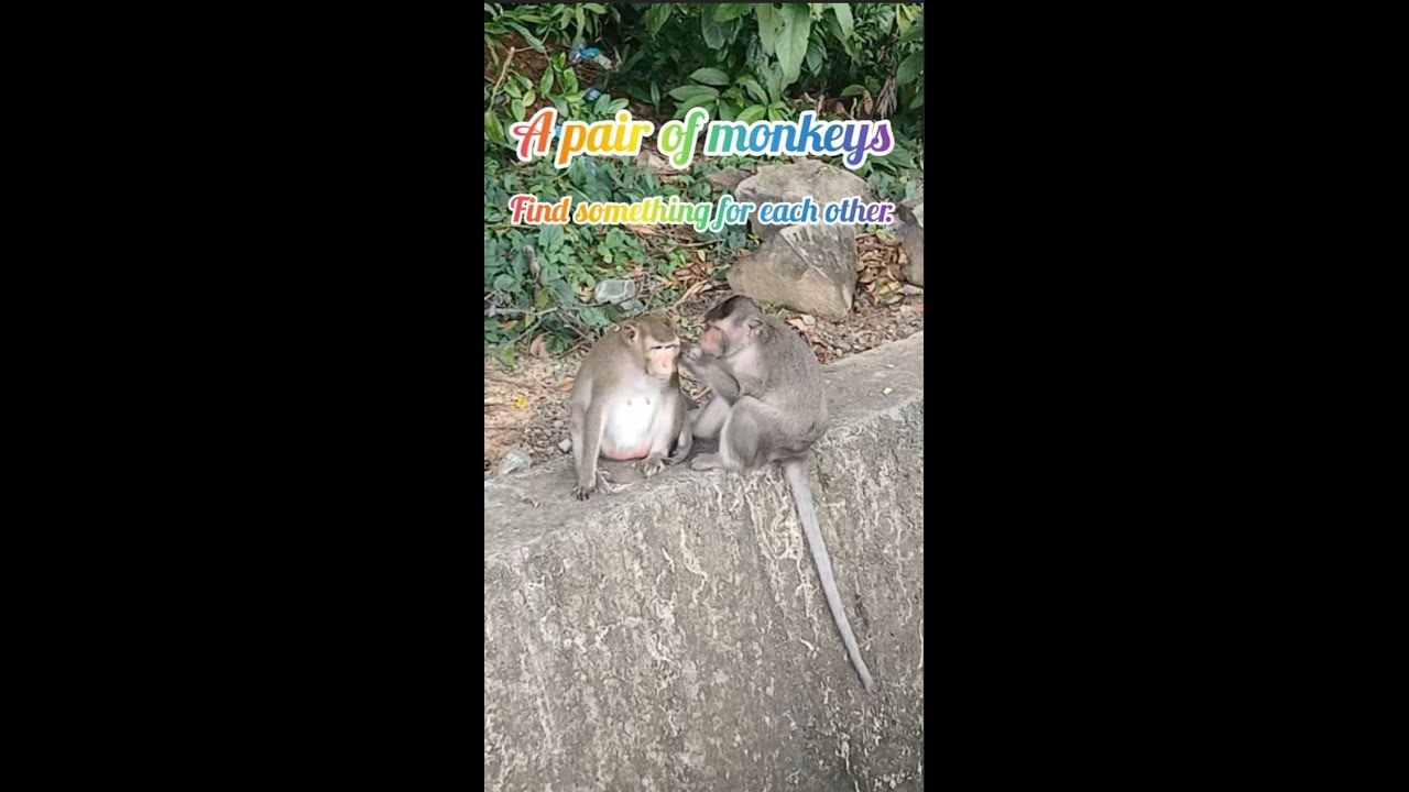 Wildlife Documentary: The Amazing World of Monkeys and Goats! - YouTube