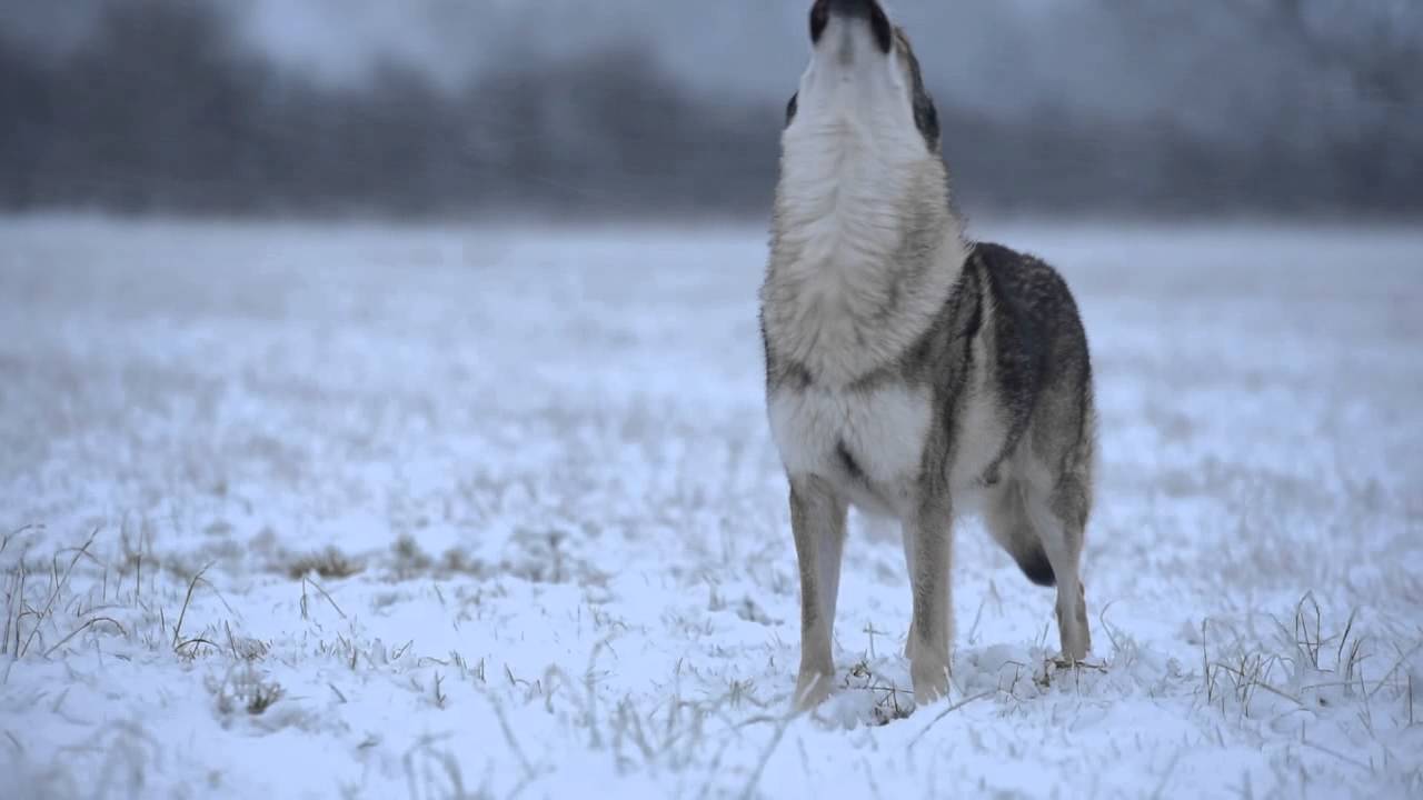 Snowstorm 2015(Denmark) - YouTube