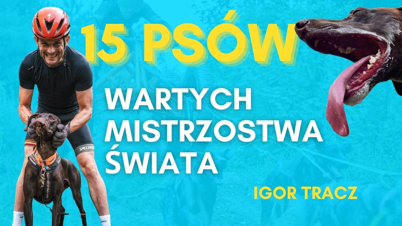 #23 Jak osiągnąć mistrzostwo w psich zaprzęgach? - Igor Tracz - YouTube