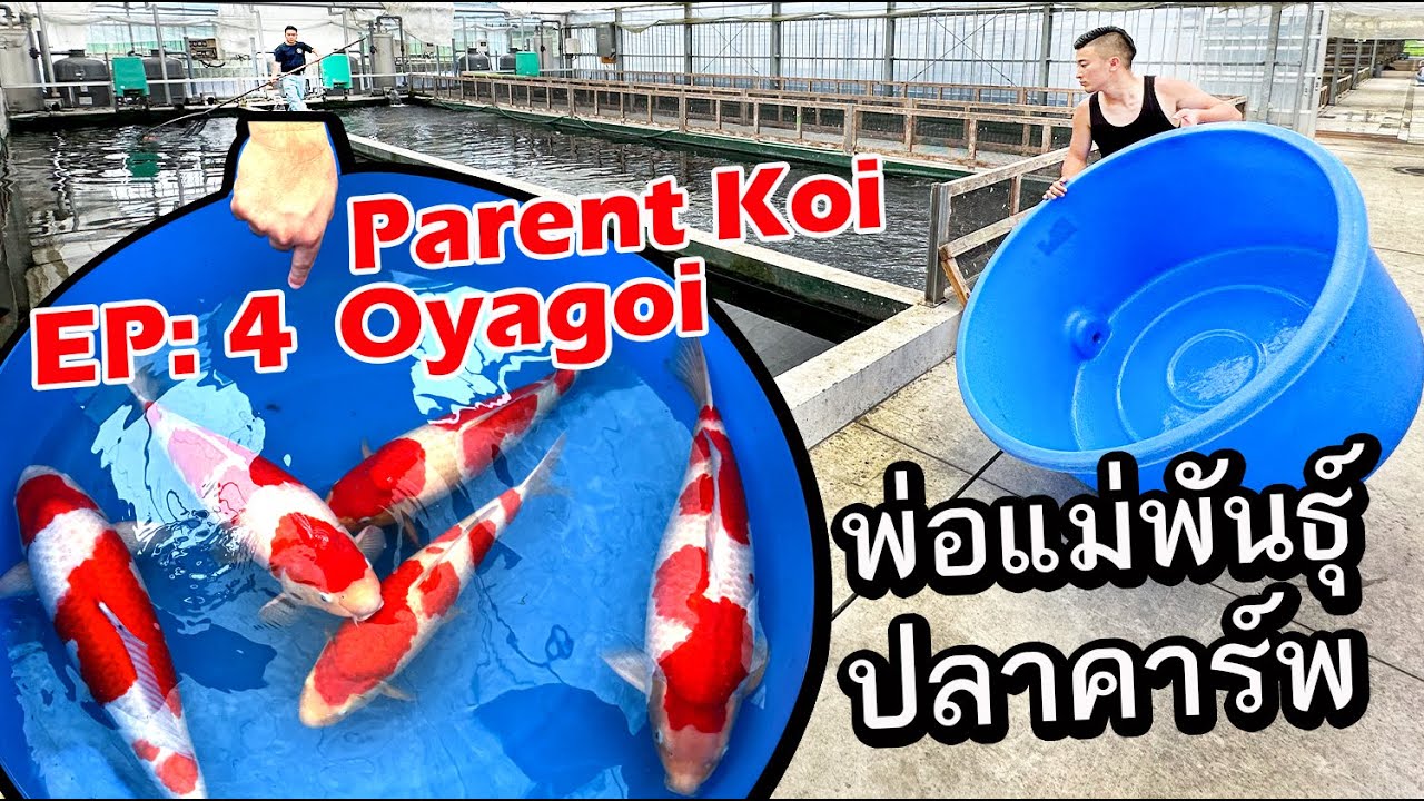 Parent Koi Oyagoi พ่อแม่พันธุ์ Ep:4 ไปดูปลาคาร์พ ในฤดูผสมพันธุ์ ที่ ...