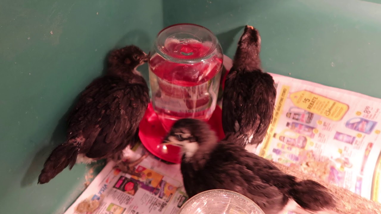 Baby chick wags her tail. (21 days old) - YouTube