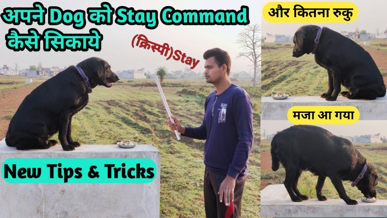 How To Teach Your Dog The "Stay Command"😊 || Training In One Day🙏 ...