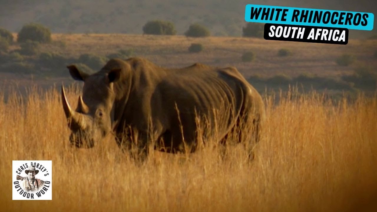Rare Hunt for White Rhino in South Africa - YouTube