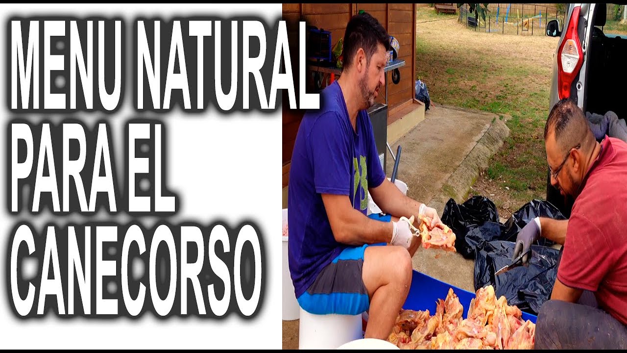PERROS cane corso - la comida NATURAL , nuestro menu de dieta barf ...