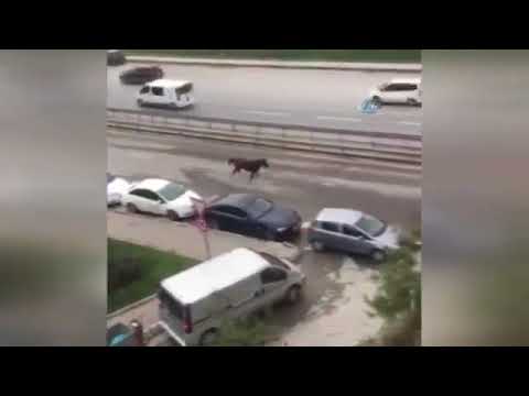 E-5’te Dört Nala Koşan At