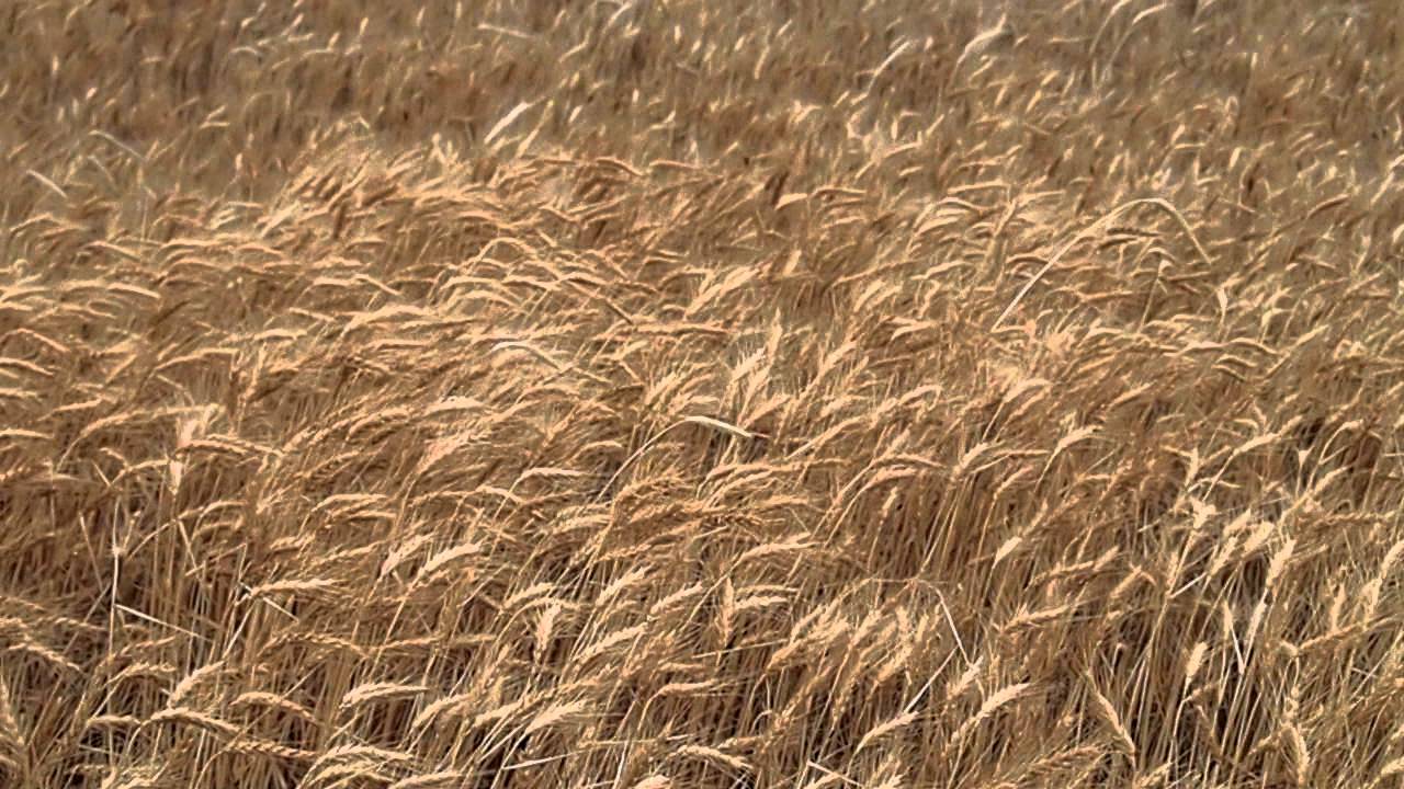 Waving Wheat, OK - YouTube