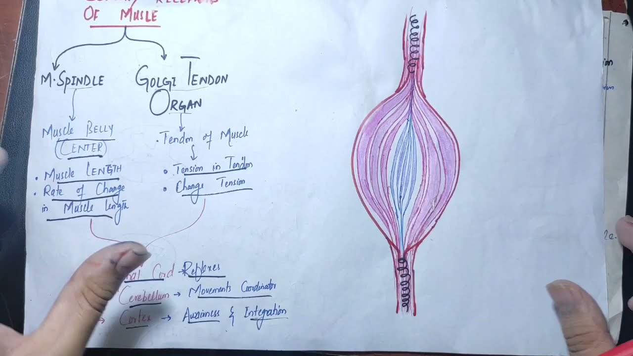 #guyton chapter 55 part 4, clinical application of stretch Reflex,knee ...