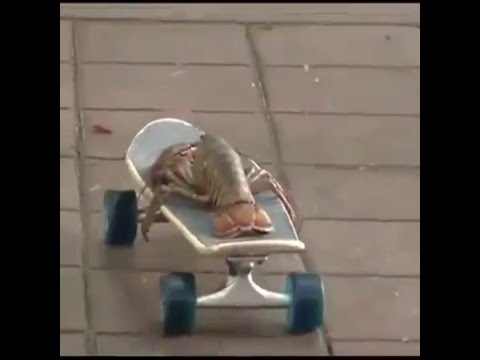 Lobster in a Skateboard The Final Countdown - YouTube