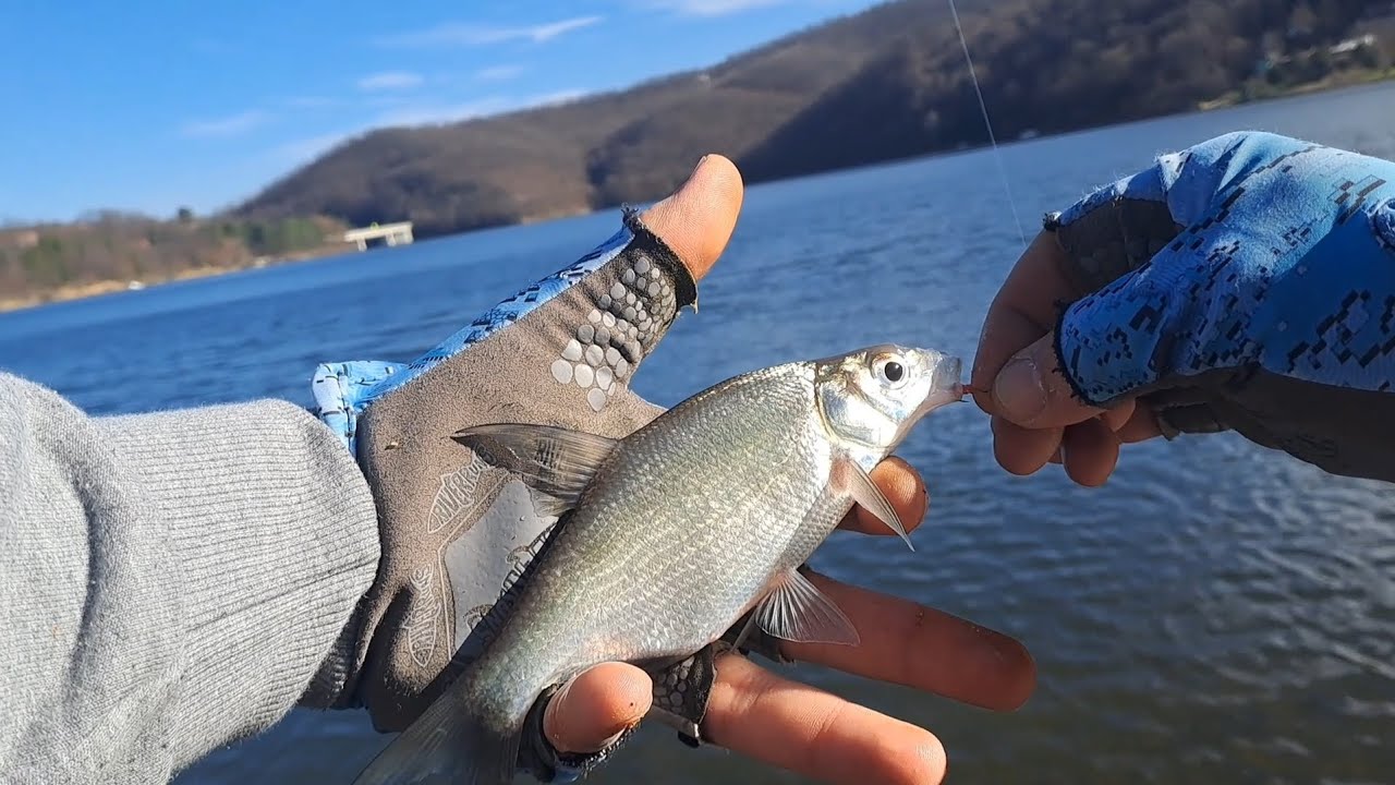 💊OxyTabs,pecanje deverike i prezentacija šumećih tableta sa kiseonikom ...