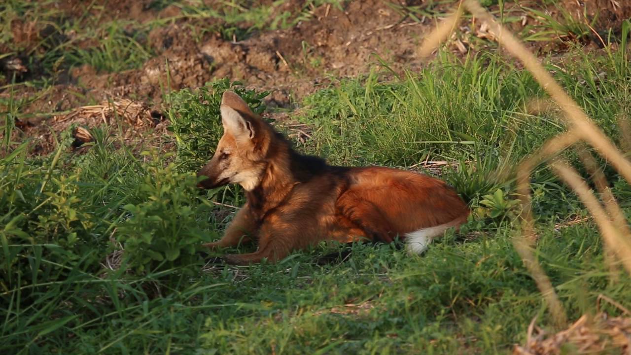 Lobo-guará comendo rato! - MANED WOLF EATING A RAT! - YouTube