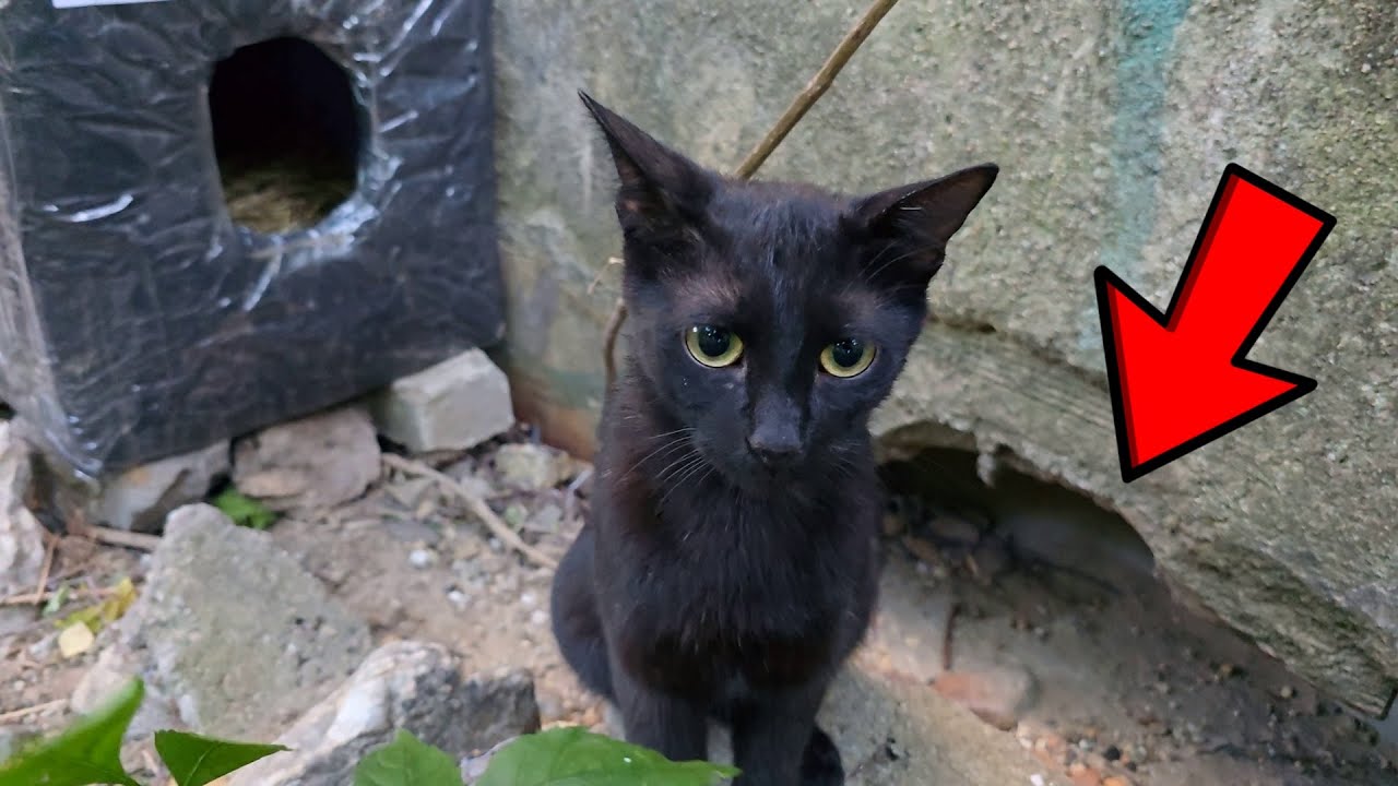 She Raised Her Kittens in a Dirt Burrow… A Mother Cat’s Unbelievable ...