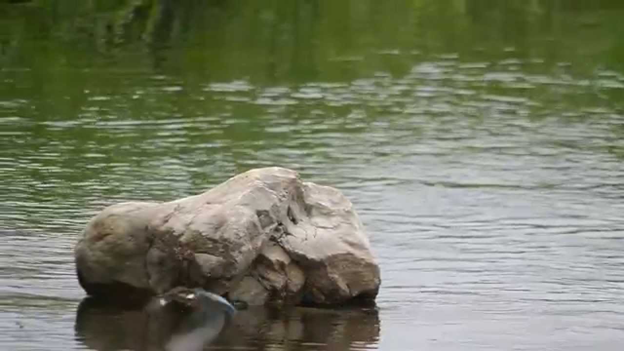 Panasonic FZ1000 High Speed Movie 120FPS - YouTube