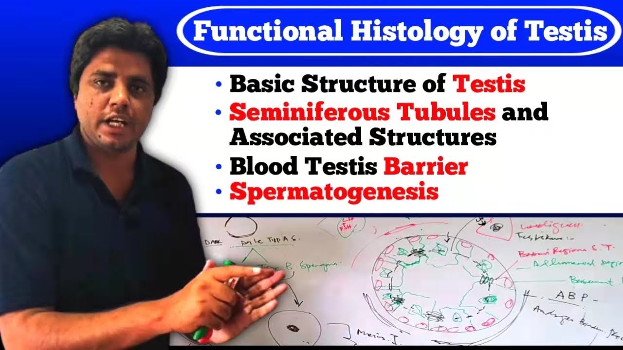 Histology of Testis - YouTube