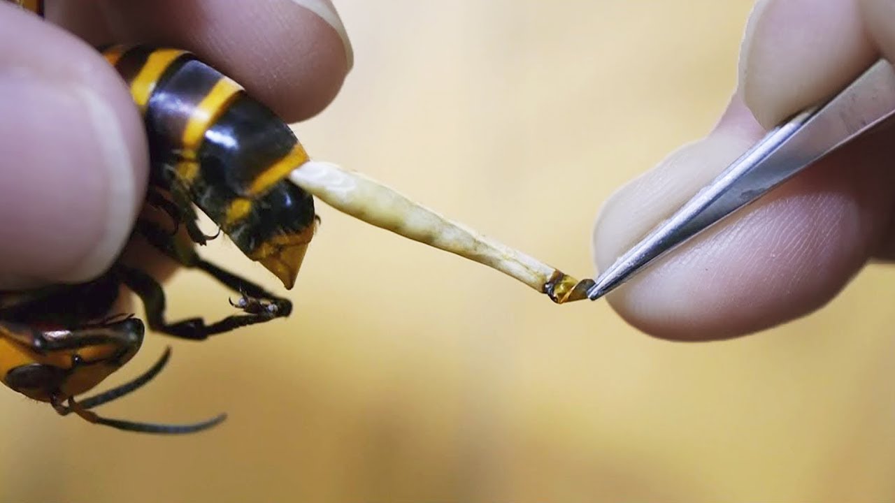 How To Save A Bee After It Stings 8 Home Remedies And Natural Treatments For Bee Stings Some