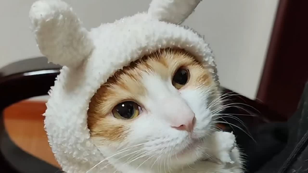 【直播回放】就看一会布丁吧！ 2023年2月12日22点场 - YouTube