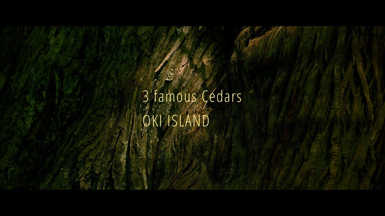 Most famous 3 cedar trees in okiiland /VLOG 島後三大杉 - YouTube