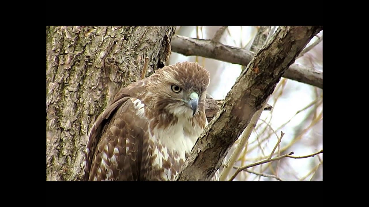 Chasing the Hawks in Central Park: A Juvenile Red-Tailed Hawk Near the ...