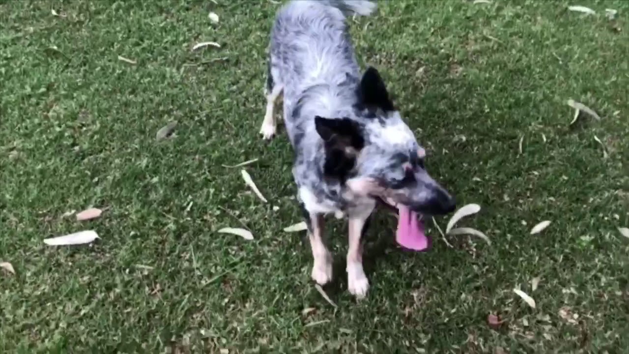 Video of adoptable pet named PAISLEY *Mini Aussie Shep-Heeler Mix ...