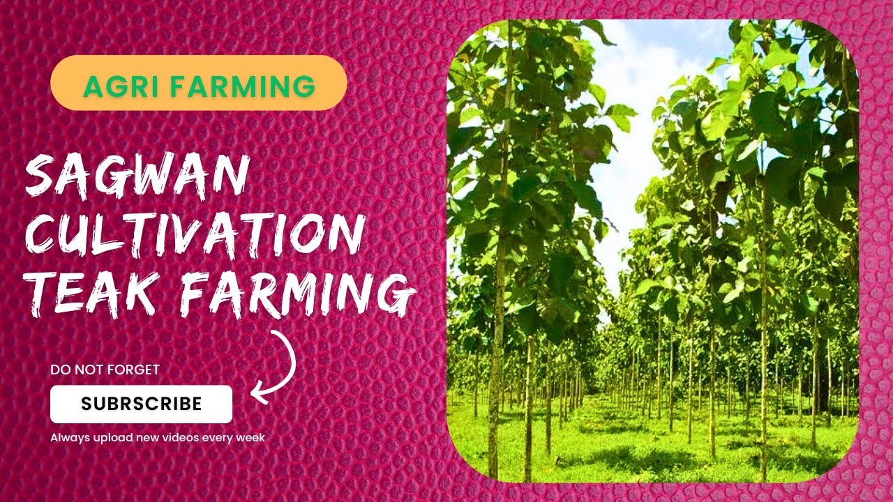 Sagwan cultivation | Teak plantation | Teak farming | Teak wood | Agri ...