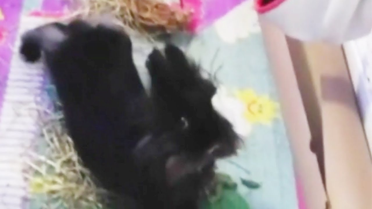rabbit fart! funny bunny - YouTube