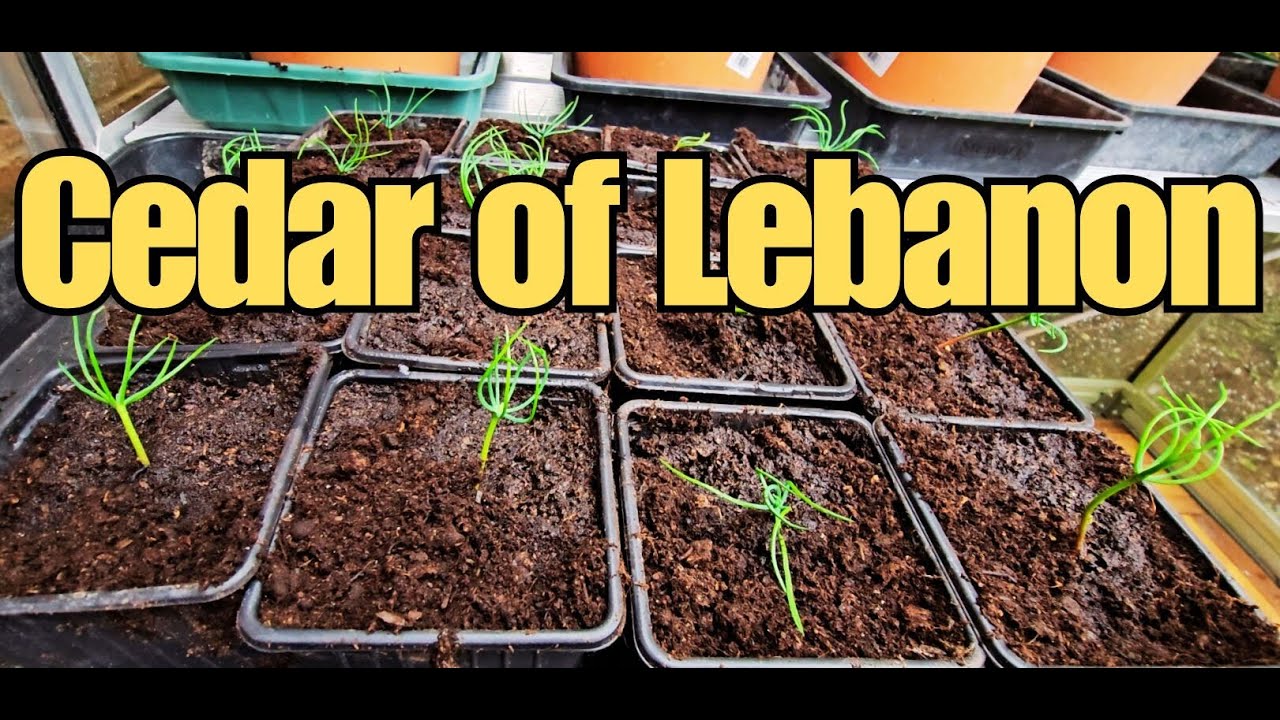 Growing Cedar of Lebanon: Transplanting Seedlings & Greenhouse Updates ...