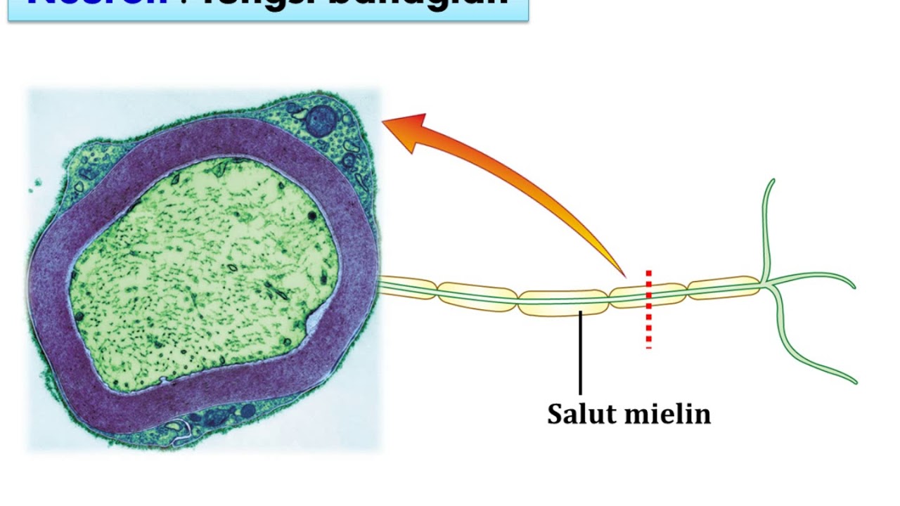BIOLOGI TINGKATAN 4 : 12.3 NEURON DAN SINAPS (PART 1) - YouTube