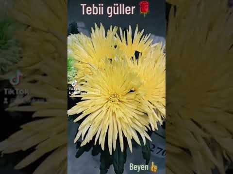 gul Dukani Rusiya Xos izlemeler beyen kec zehmet olmasa 😊💐🌹