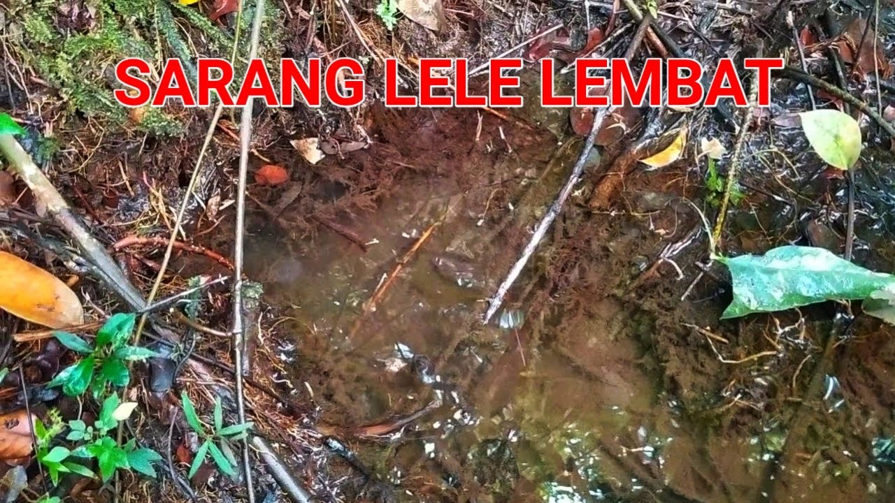 LIHAT SARANG LELE LEMBAT INI BEGITU MEWAH | MANCING LELE LEMBAT UMPAN ...