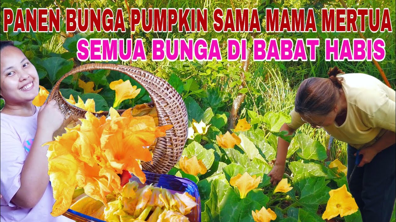 PANEN BUNGA PUMPKIN DAN ZUCCHINI BERSAMA MAMA MERTUA.. MUKBANG BUNGA ...