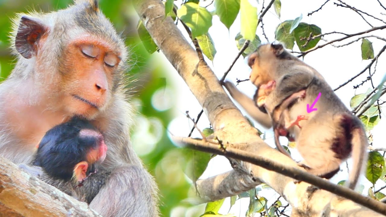 Good mom...Tiny mommy monkey ALIKA know about her newborn baby monkey ...
