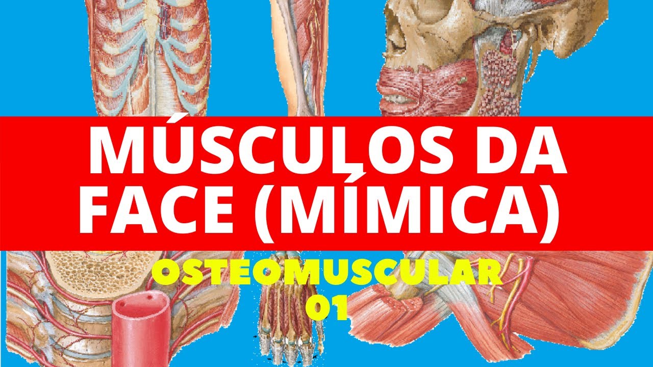 MÚSCULOS DA FACE (MÍMICA) - ORIGEM INSERÇÃO AÇÃO - OSTEOMUSCULAR 01 ...