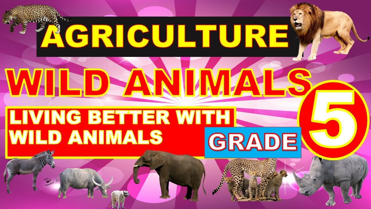 LIVING BETTER WITH WILD ANIMALS/ WILD AMIMALS|| AGRICULTURE GRADE 5 ...