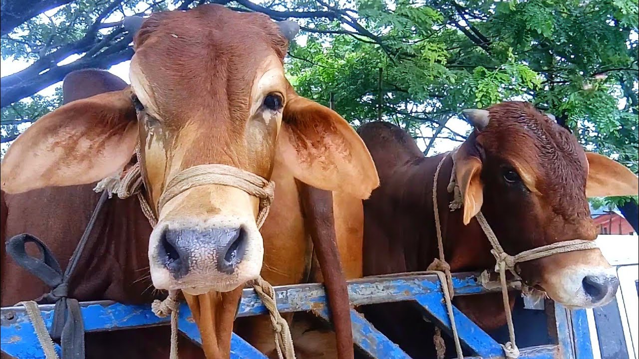 Cow unloading | cow video | cow videos | animal | goru,hamba | gorur ...