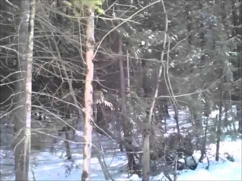 Hunting with beagles Beagle & hare - YouTube