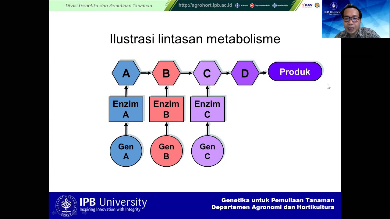 Kuliah Genetika untuk Pemuliaan Tanaman: Interaksi Gen - YouTube