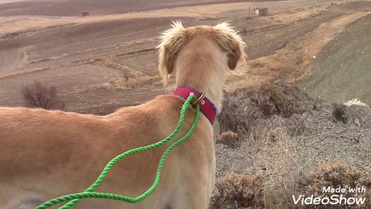 Galgos y liebres dog vs rabbit saluki , shikar 29nov2019, - YouTube