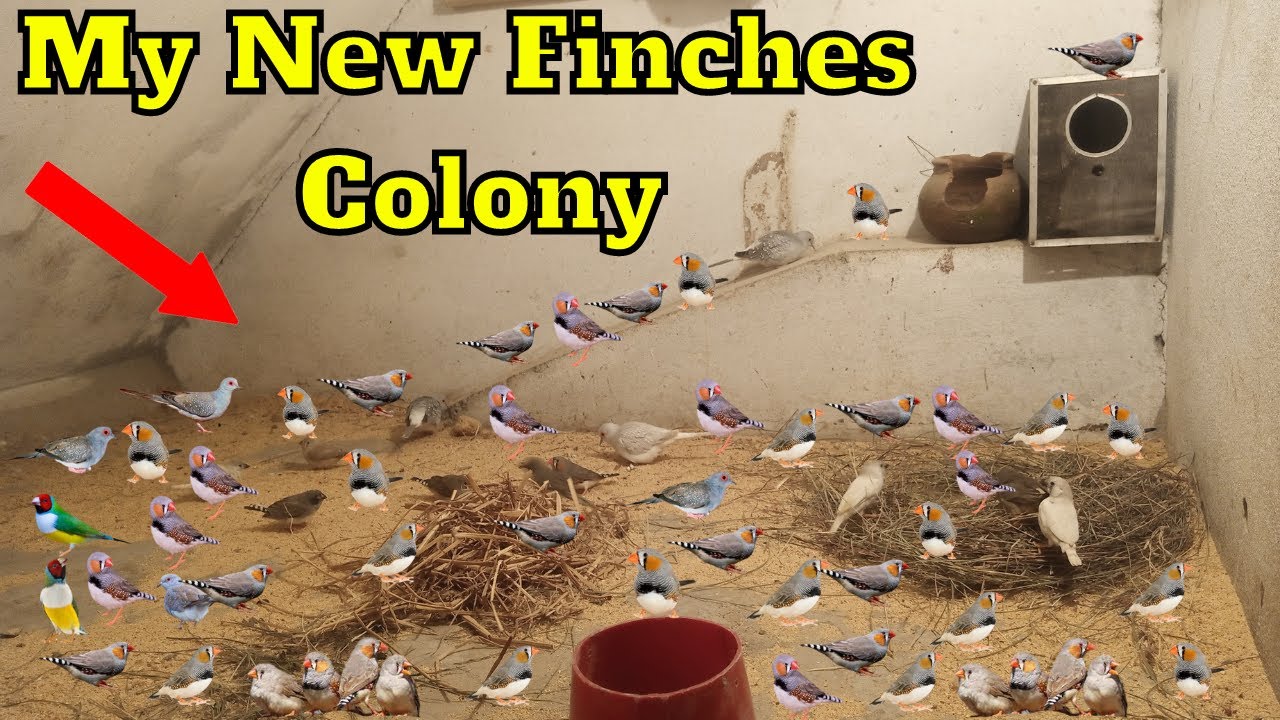 My New Finches And Diamond Dove Colony 😍 Biggest Finches Colony In ...