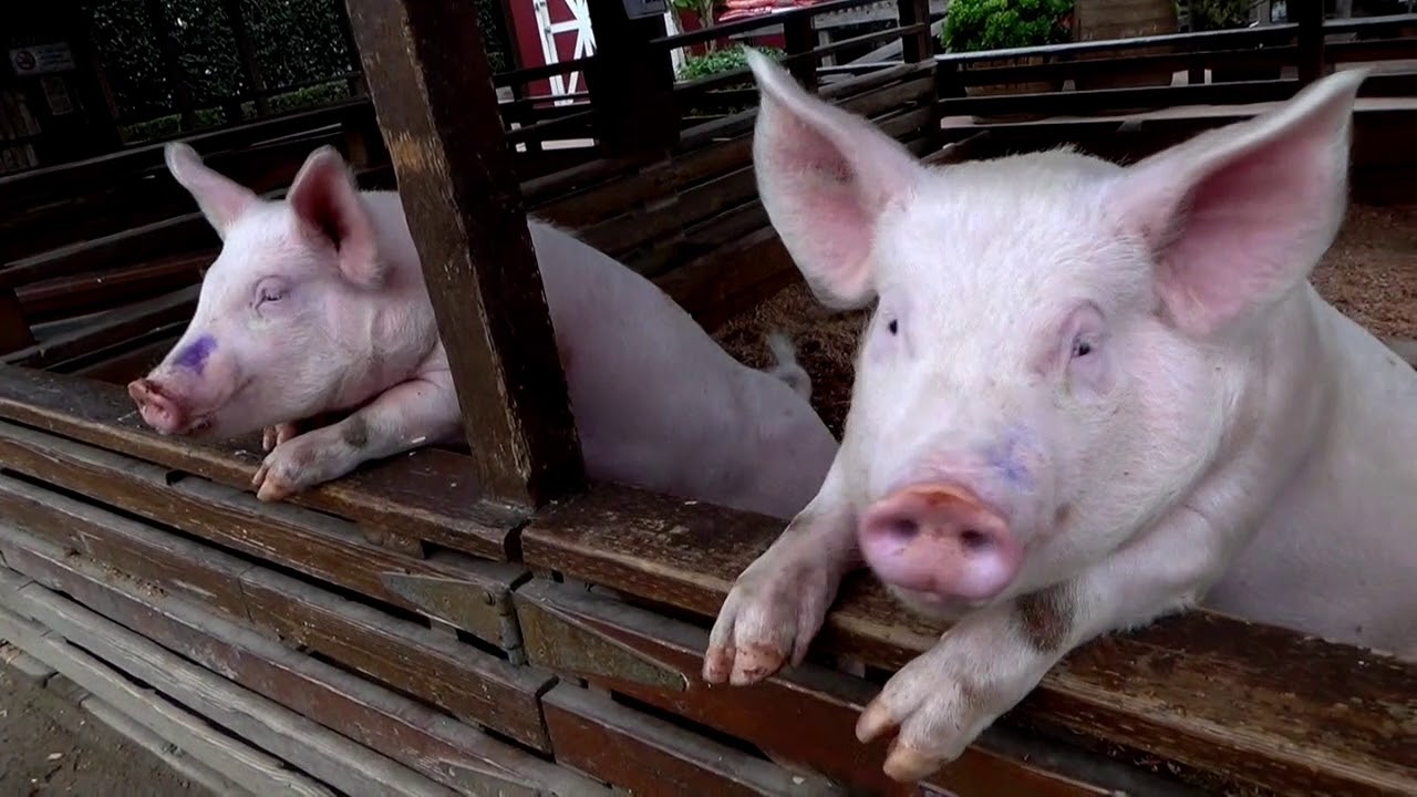 Sounds of FARM ANIMALS (Preschool, K-3) 48 MINS. Compilation HOMESCHOOL ...