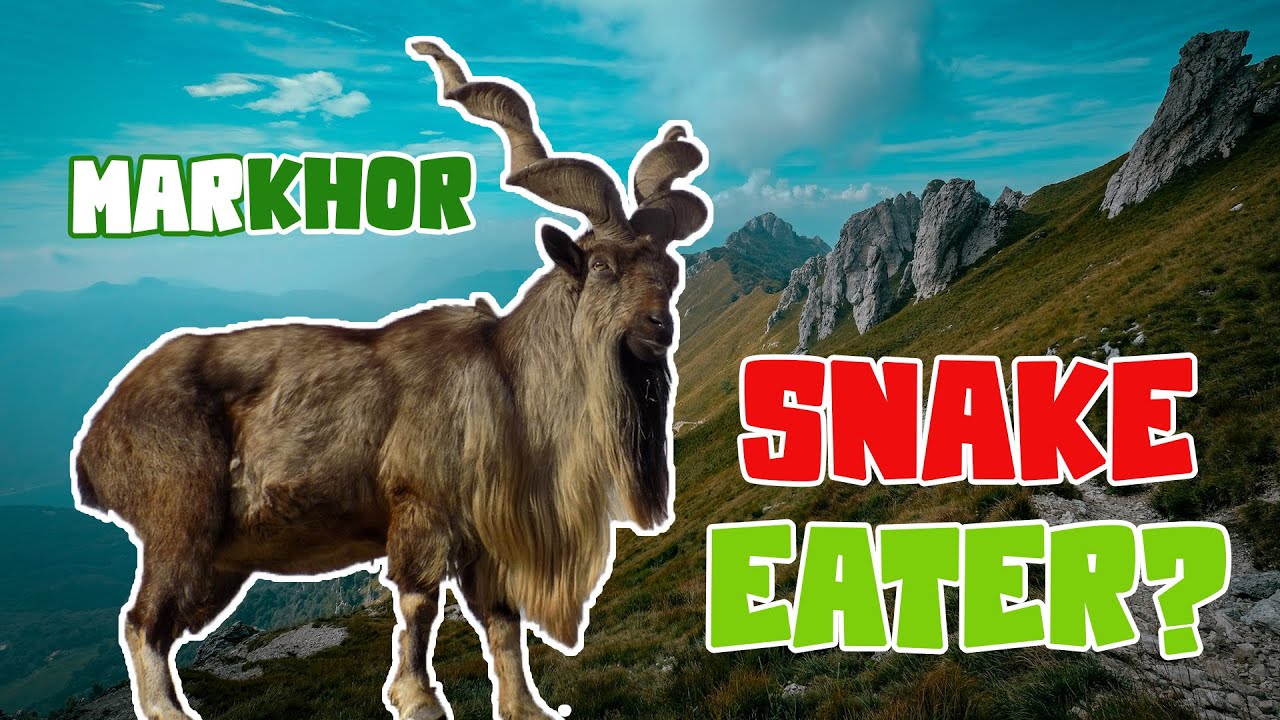 Markhor - The National Animal of Pakistan: Importance and Amazing Facts ...
