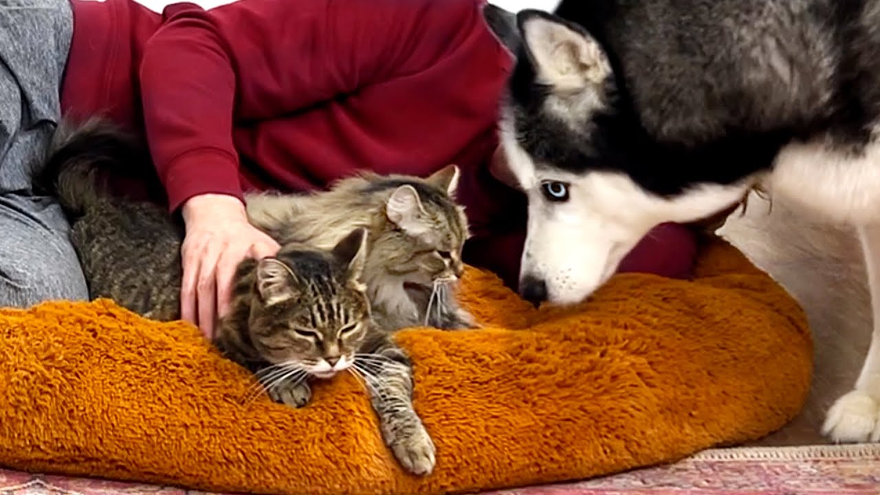 We Found the Strength to Tell You About Our Cat Sonya - YouTube